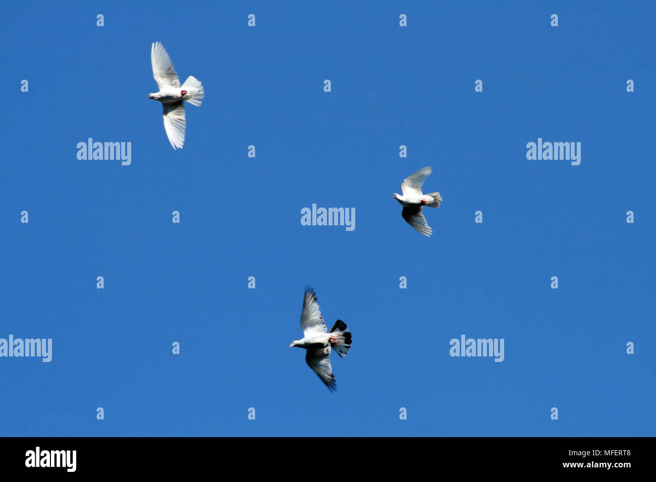 Three white flying pigeons on background with blue sky Stock Photo - Alamy