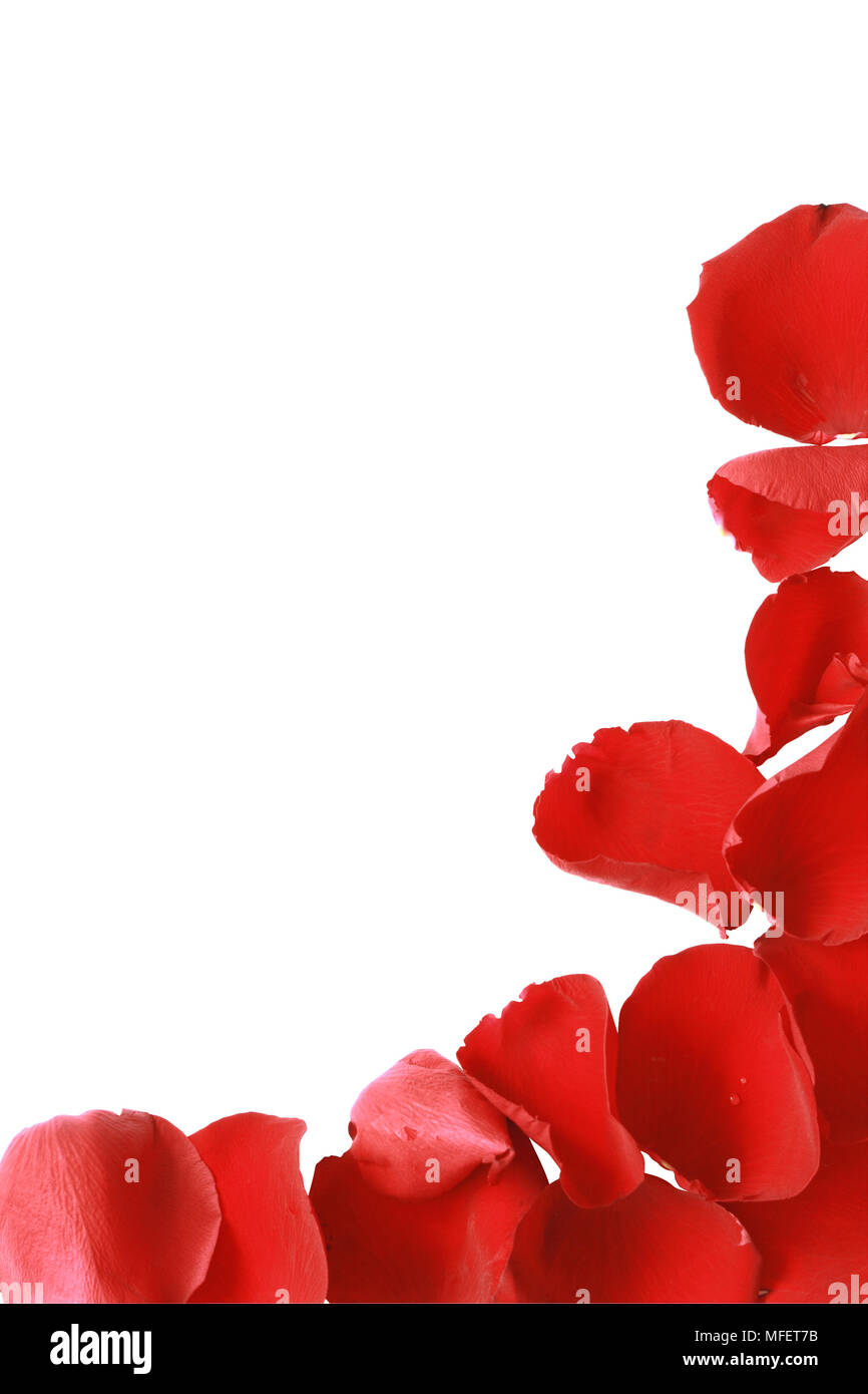 Border made from red rose petals isolated on white background with ...