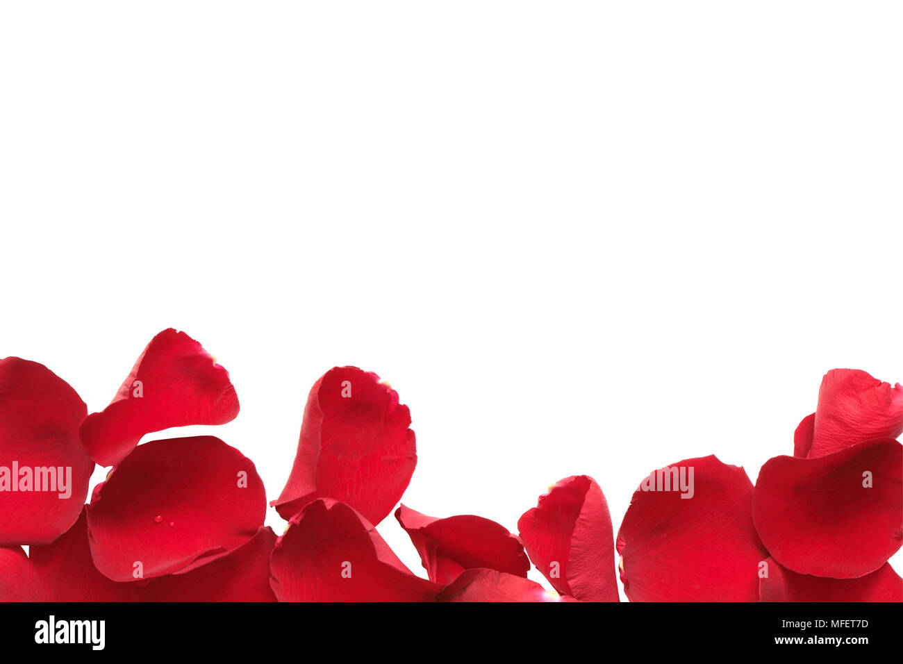 Border made from red rose petals isolated on white background with ...