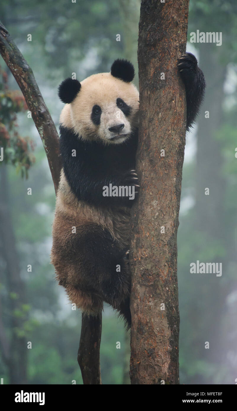 Giant panda climbing tree, Ailuropoda melanoleuca; Bifengxia Panda ...