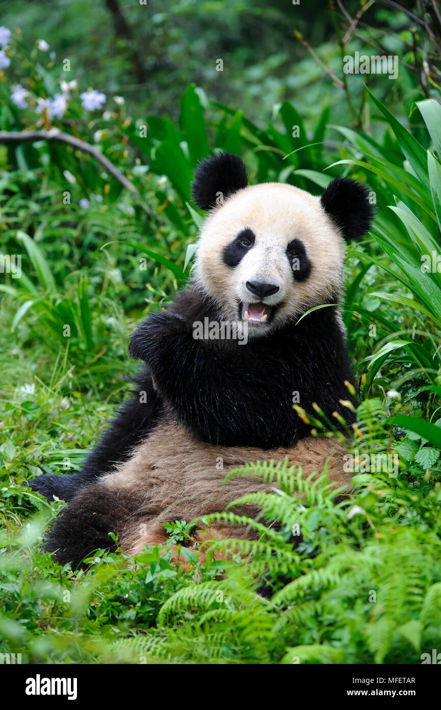 Giant panda, Ailuropoda melanoleuca; Bifengxia Panda Center, Sichuan ...