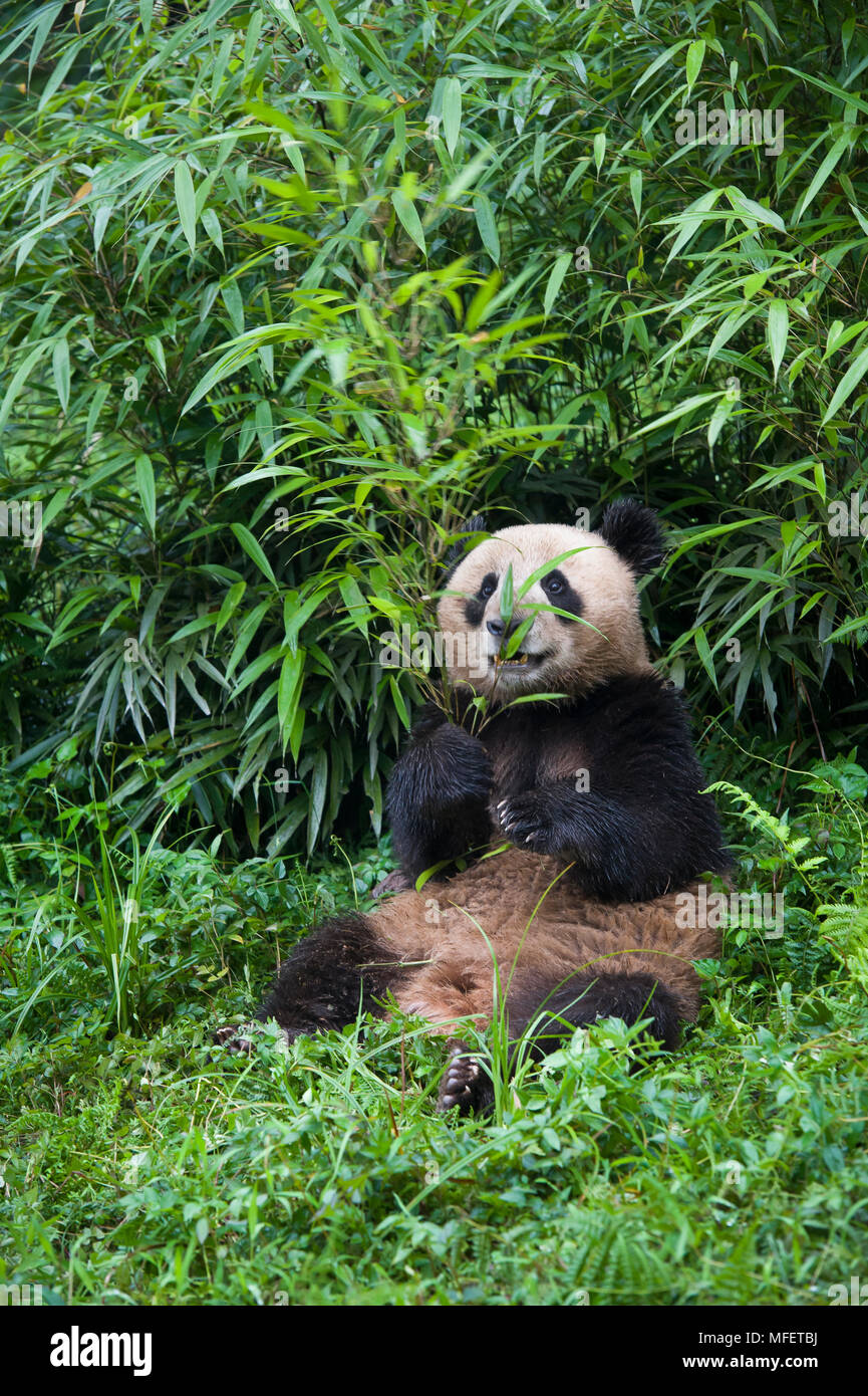 Giant panda with bamboo, Ailuropoda melanoleuca; Bifengxia Panda Center ...
