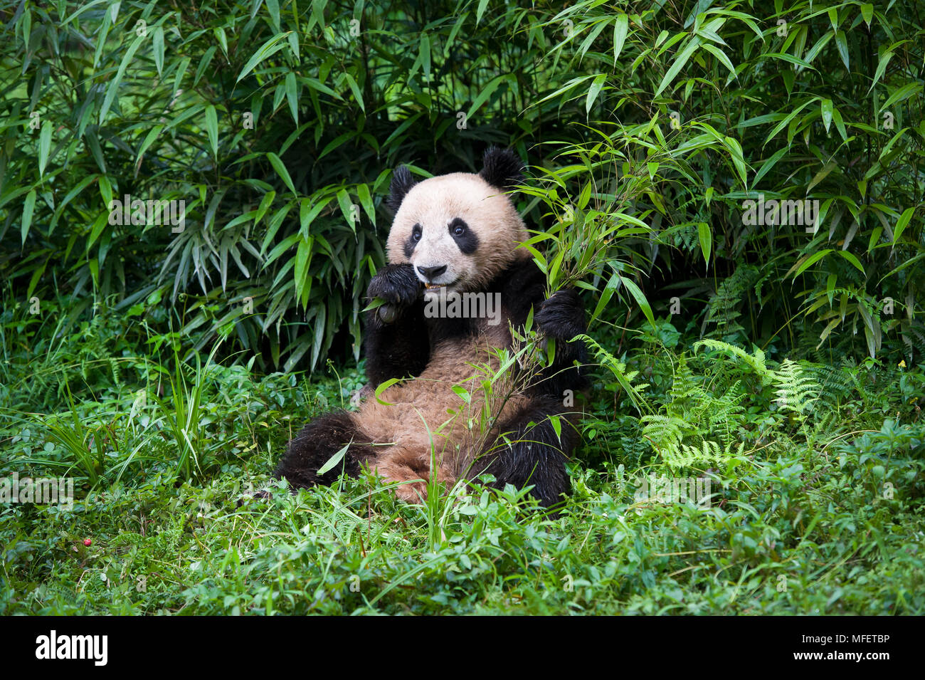 Giant panda with bamboo, Ailuropoda melanoleuca; Bifengxia Panda Center ...