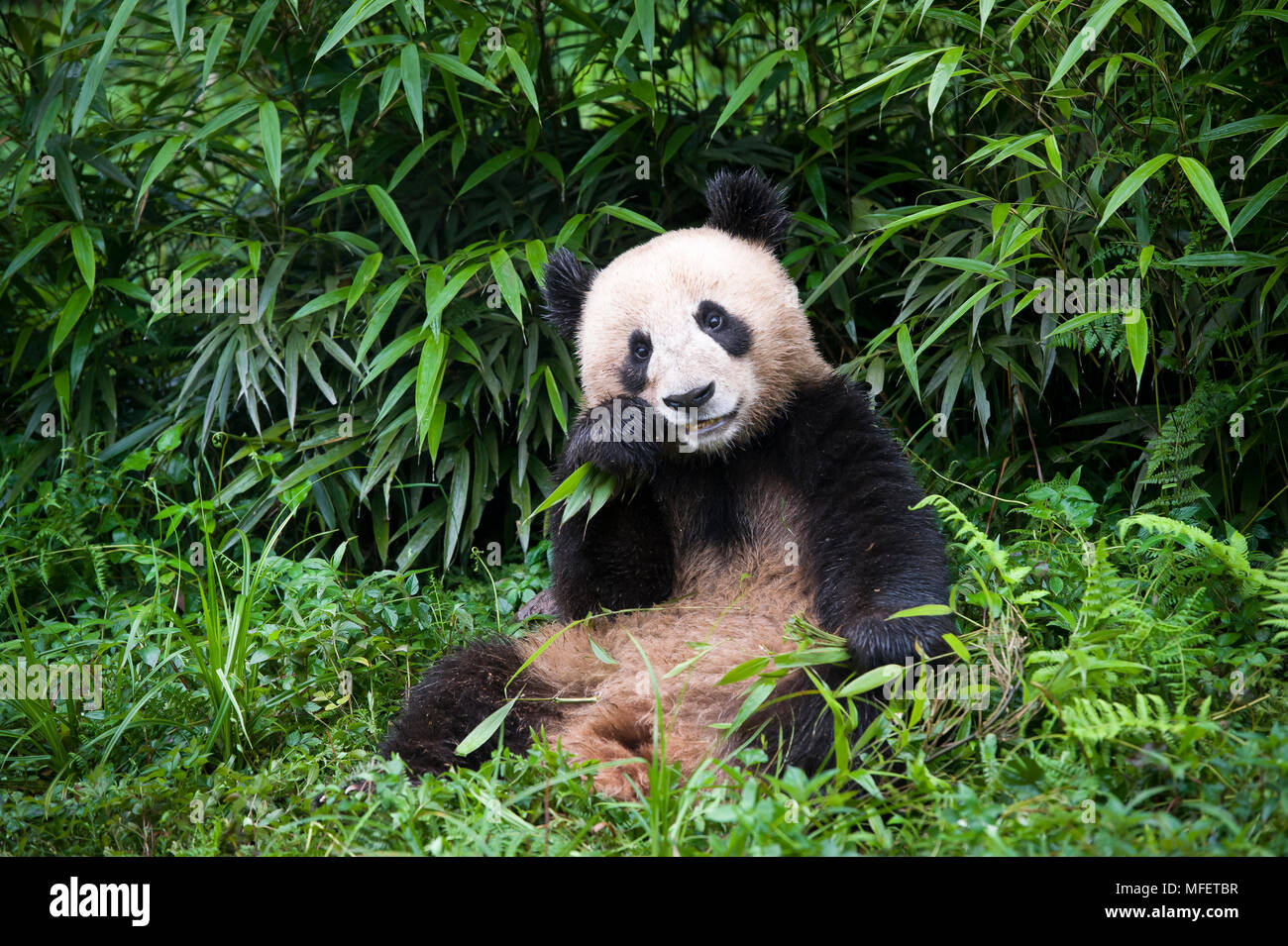 Giant panda with bamboo, Ailuropoda melanoleuca; Bifengxia Panda Center ...