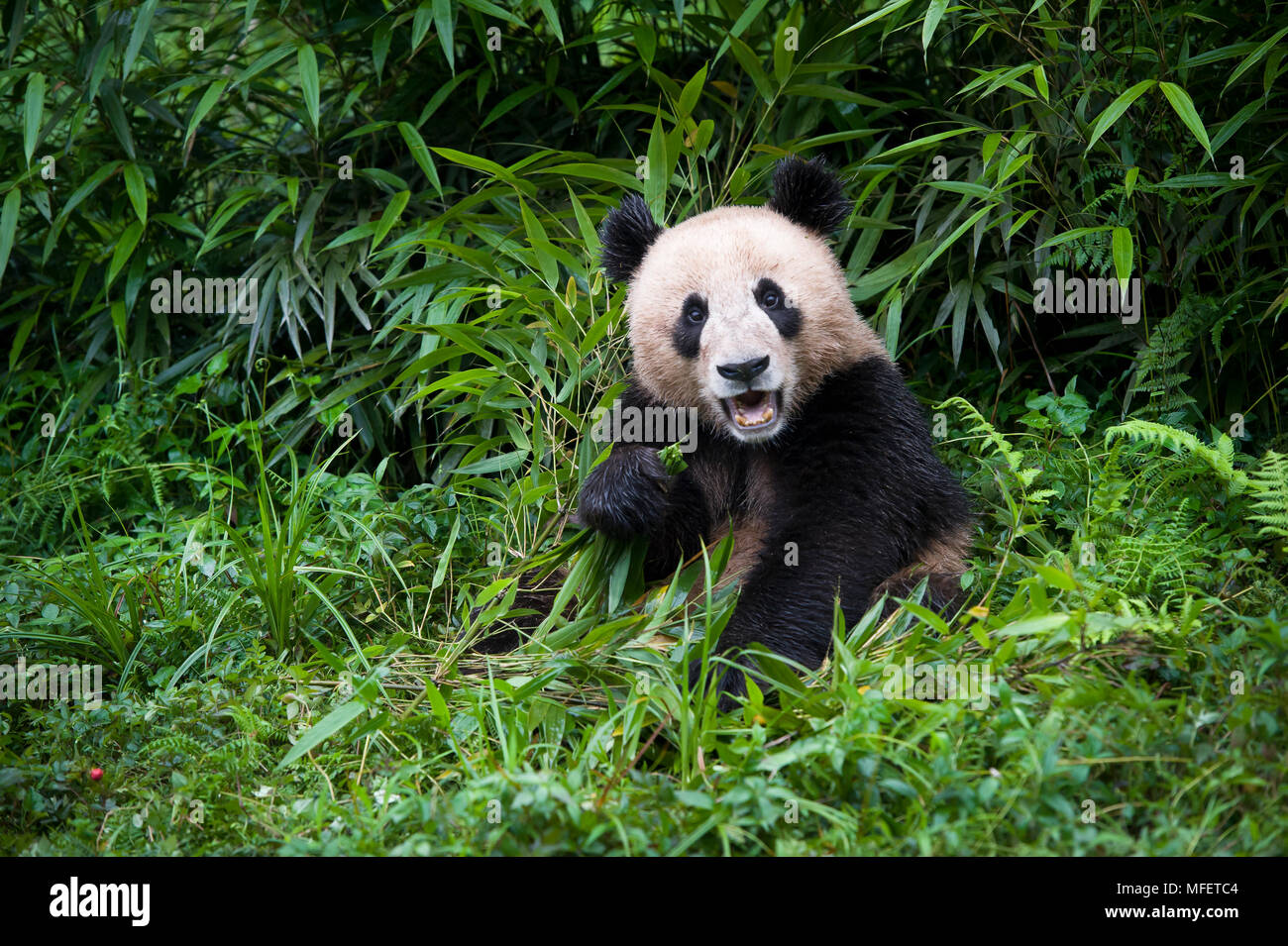 Giant panda with bamboo, Ailuropoda melanoleuca; Bifengxia Panda Center ...