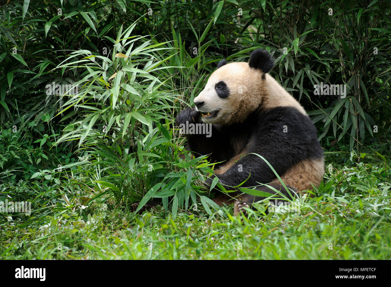 Giant panda with bamboo, Ailuropoda melanoleuca; Bifengxia Panda Center ...