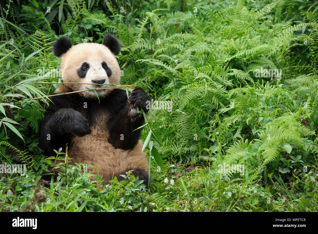 Giant panda with bamboo, Ailuropoda melanoleuca; Bifengxia Panda Center ...