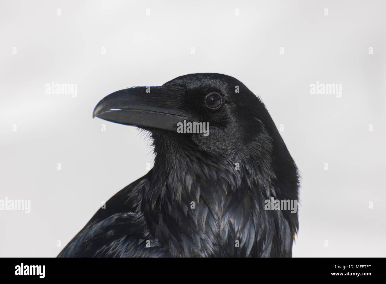 Raven canada winter not crow hi-res stock photography and images - Alamy