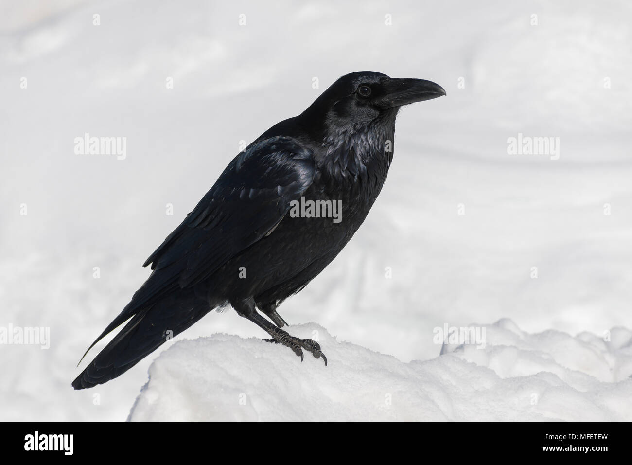 Raven, Corvus corax, Banff National Park, Alberta, Canada Stock Photo ...