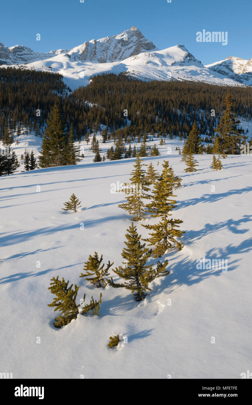 Mountain peaks in winter near Parker Ridge, Jasper National Park ...
