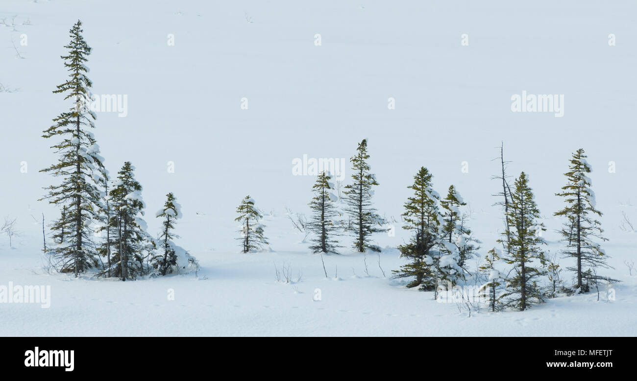 Spruce trees in winter, Banff National Park, Alberta, Canada Stock ...