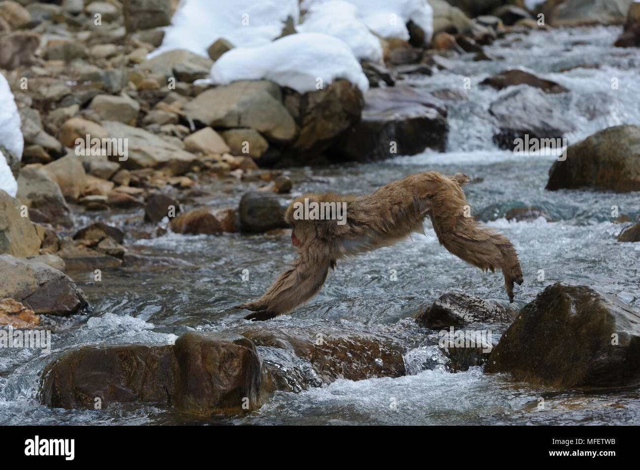 Snow monkey (Japanese macaque) jumping over river, Macaca fuscata ...