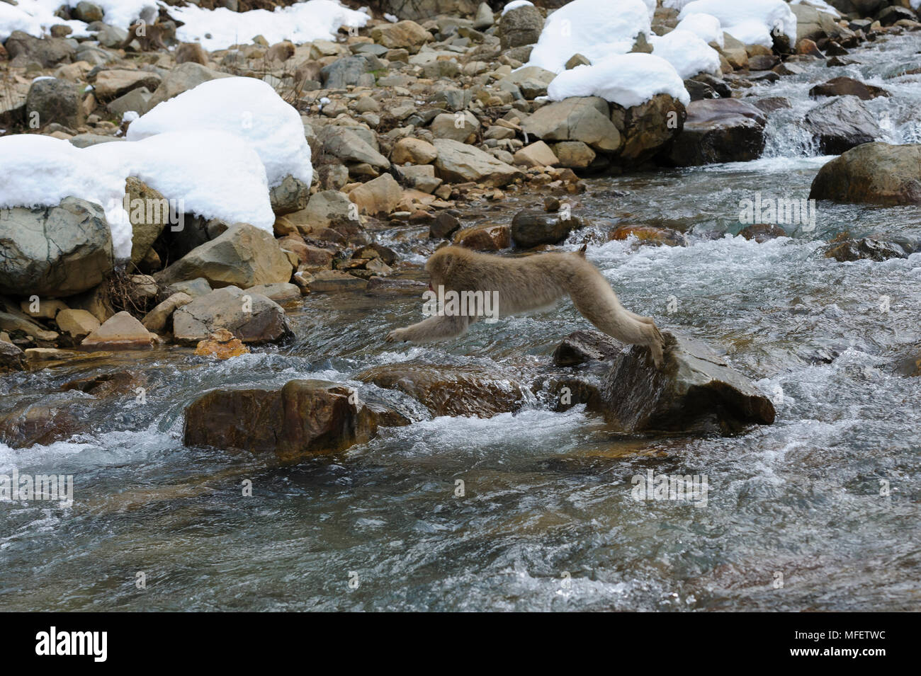 Snow monkey (Japanese macaque) jumping over river, Macaca fuscata ...