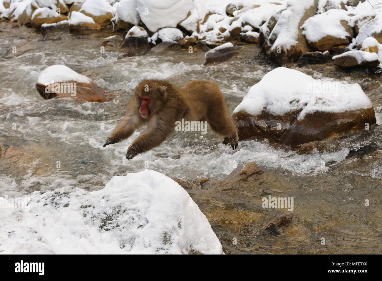 Snow monkey (Japanese macaque) jumping over river, Macaca fuscata ...