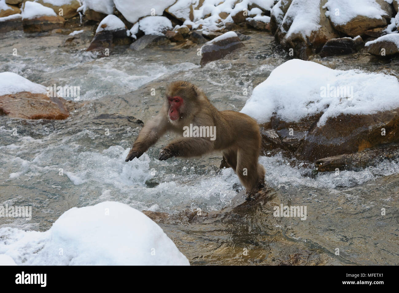 Snow monkey (Japanese macaque) jumping over river, Macaca fuscata ...