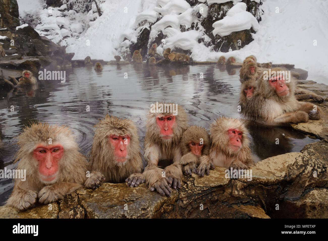 Snow monkey (Japanese macaque) in thermal pool, Macaca fuscata; Japan ...