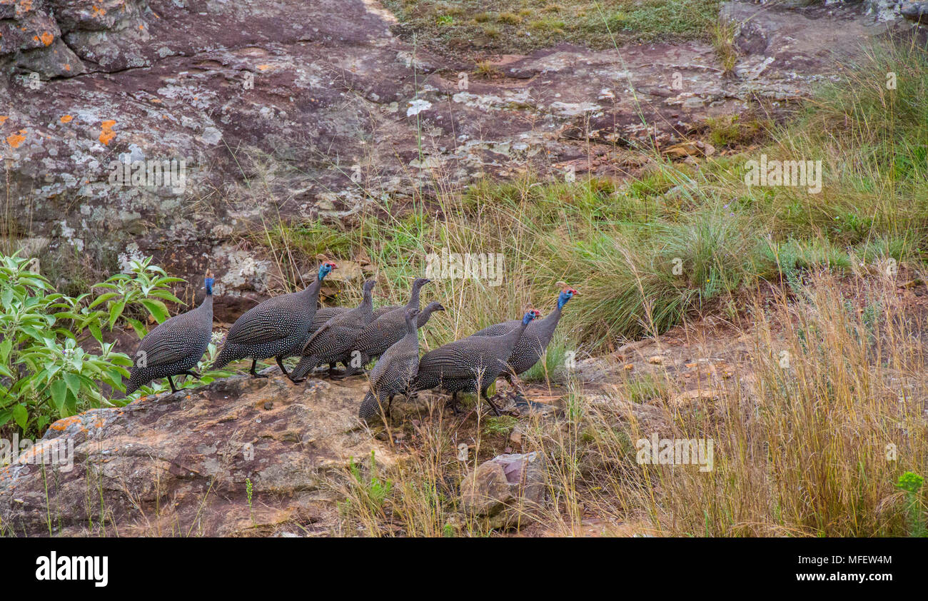 Flock of helmeted guineafowl and juveniles in the African bush image ...
