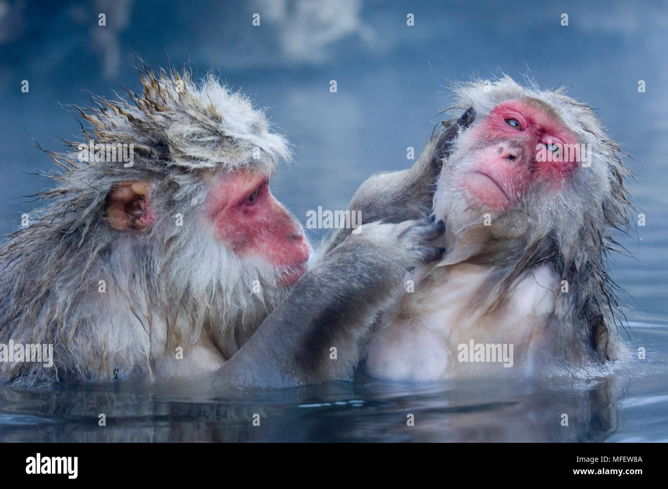 Japanese macaques geothermal spring hi-res stock photography and images ...