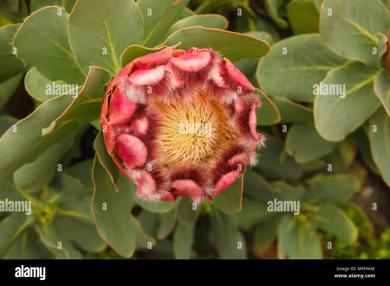 Red protea hi-res stock photography and images - Alamy