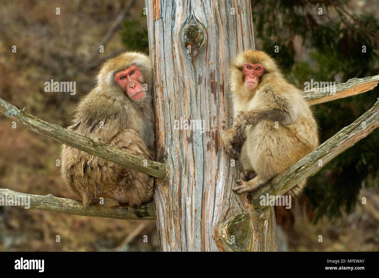 Japanese macaque snow japanese monkey in tree macaca fuscata hi-res ...