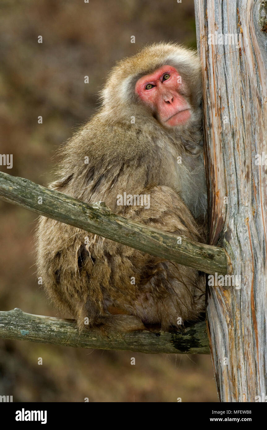 JAPANESE MACAQUE or SNOW MONKEY Macaca fuscata in tree Japan Stock ...