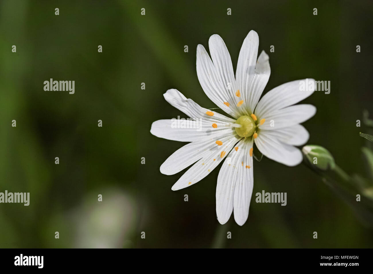 Floral background - Wildflowers - Chickweed spring Stock Photo - Alamy