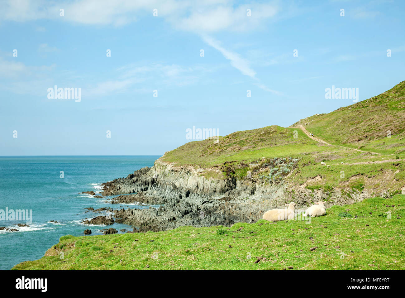 South West coastal path, near Mortehoe, Woolacombe. Sheep overlooking ...