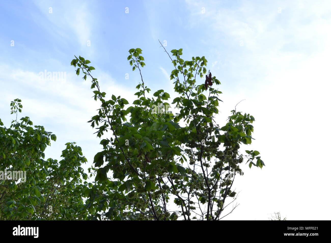 Leaves of alder tree hi-res stock photography and images - Alamy
