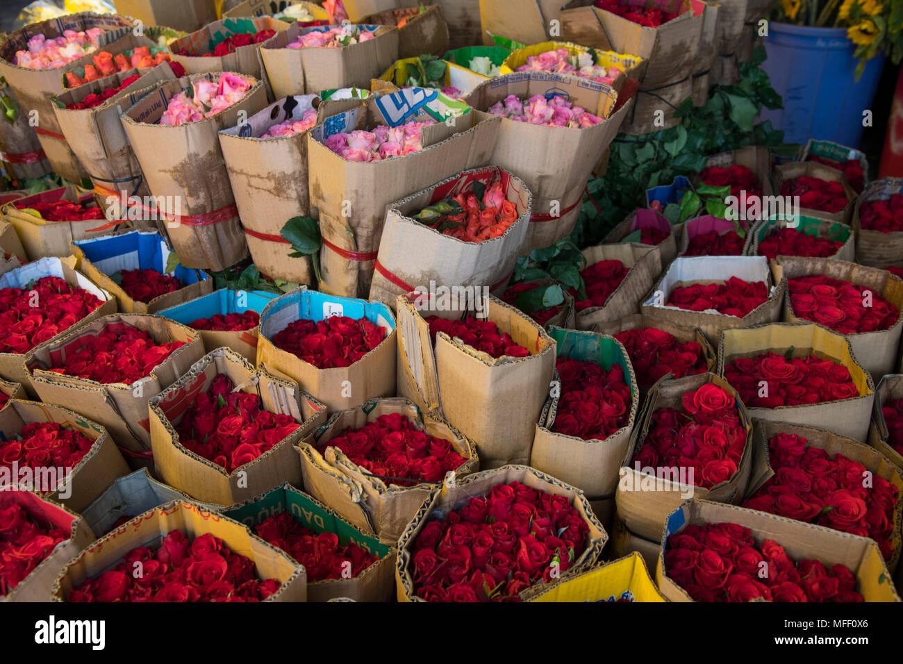 Ky flowers hi-res stock photography and images - Alamy