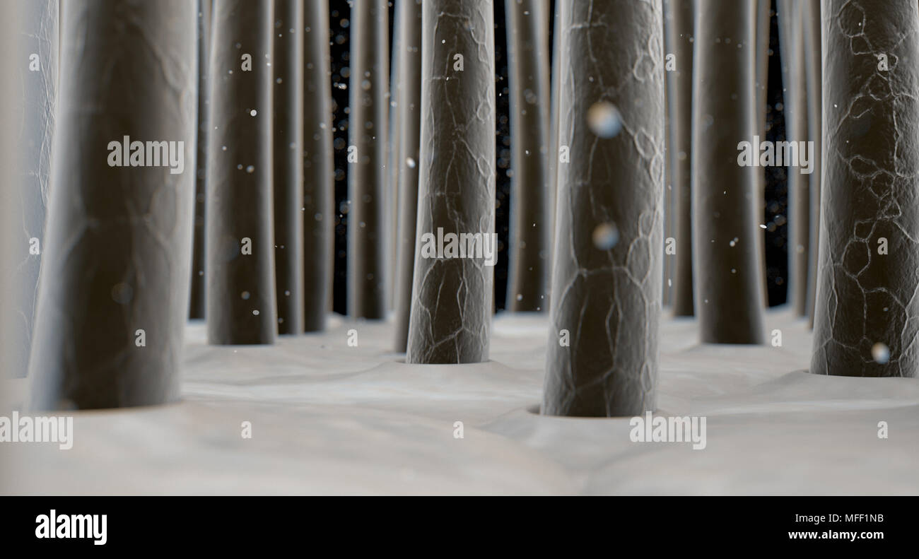 A microscopic closeup view of strands of textured hair rooted into the ...