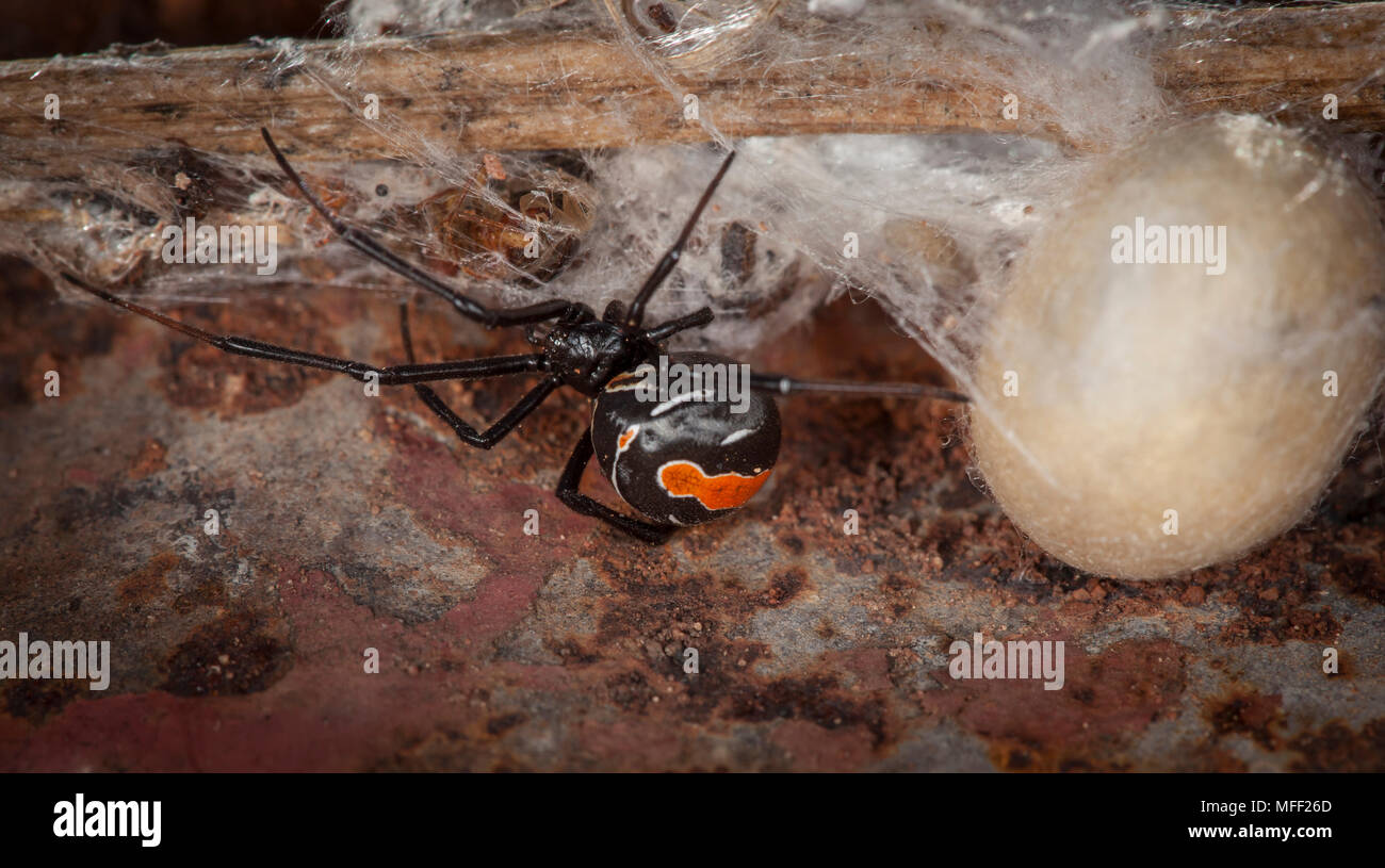 Red-back Spider (Latrodectus hasselti), Fam. Theridiidae, Female with ...