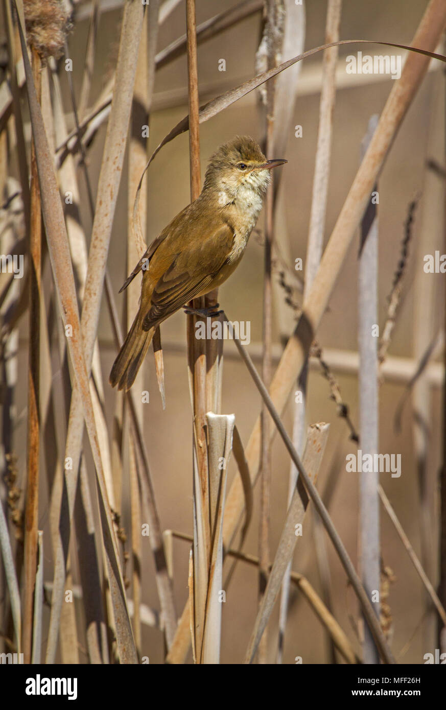 Dumaresq dam hi-res stock photography and images - Alamy