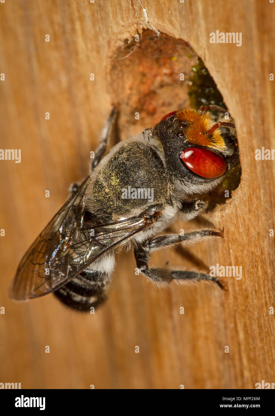 Resin Bee, Fam. Megachilidae, Hymenoptera, Female at nest hollow ...