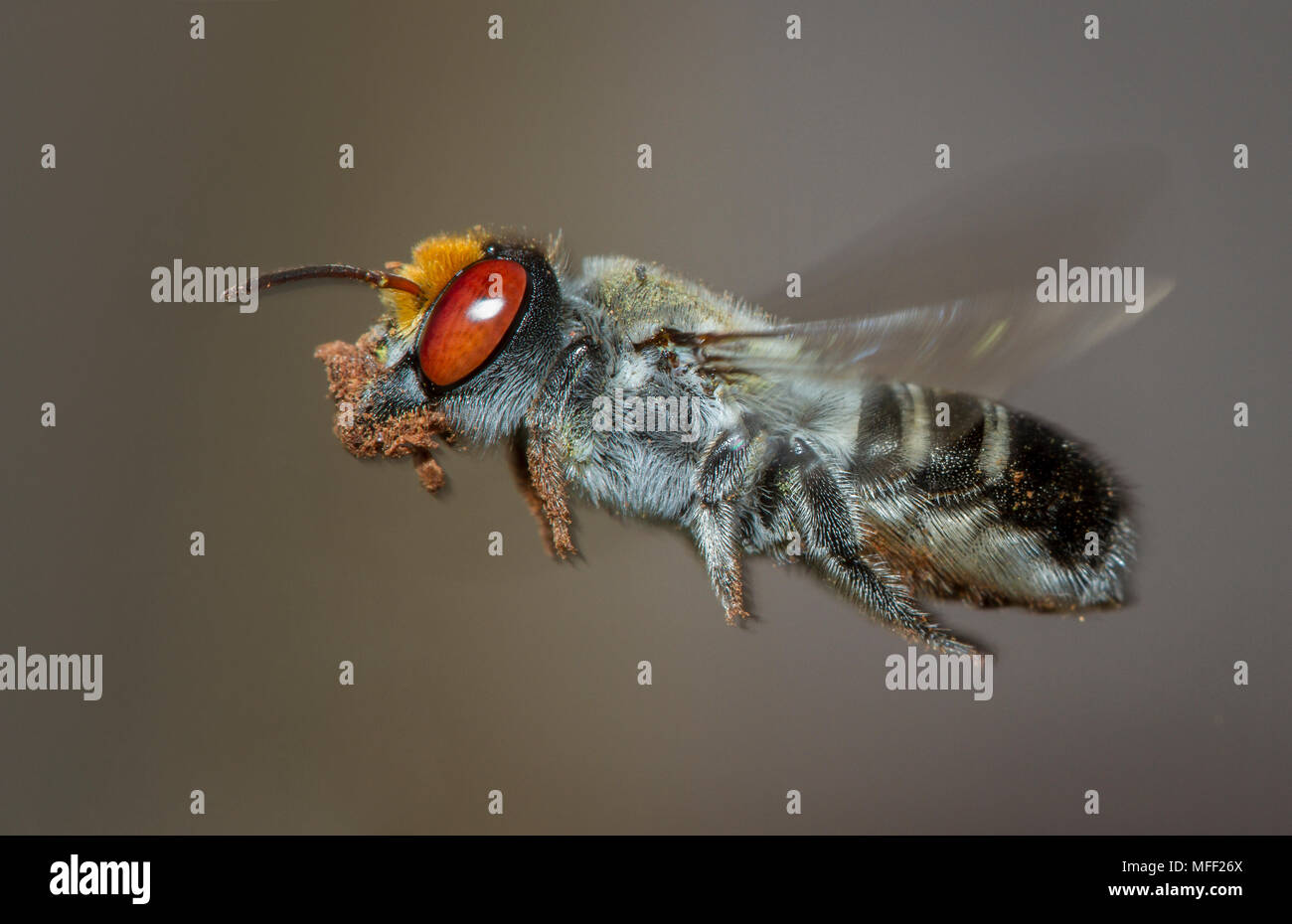 Resin bee australia hi-res stock photography and images - Alamy