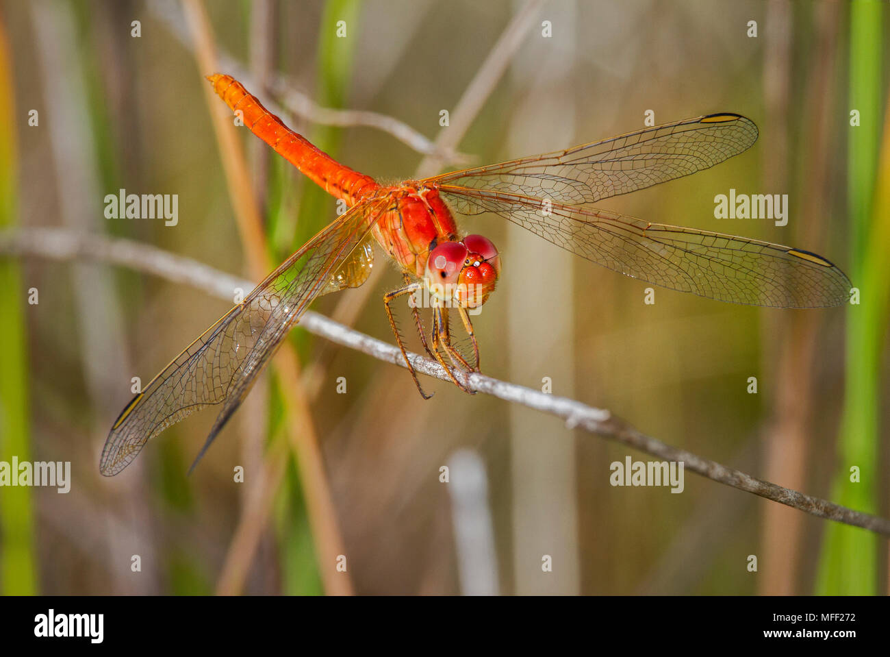 Scarlet percher 0021 hi-res stock photography and images - Alamy