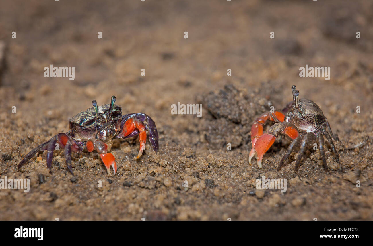 Crab ring hi-res stock photography and images - Alamy