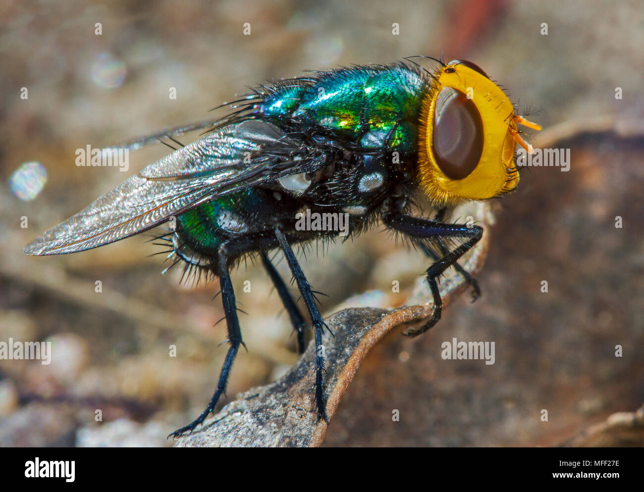 Blowfly Insect