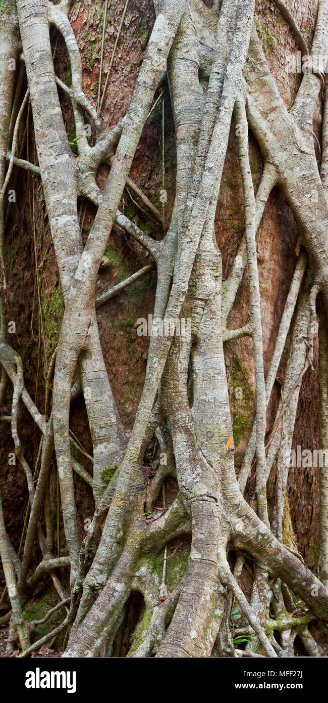 Strangler Fig (Ficus spp.), Lamington National Park, Queensland ...