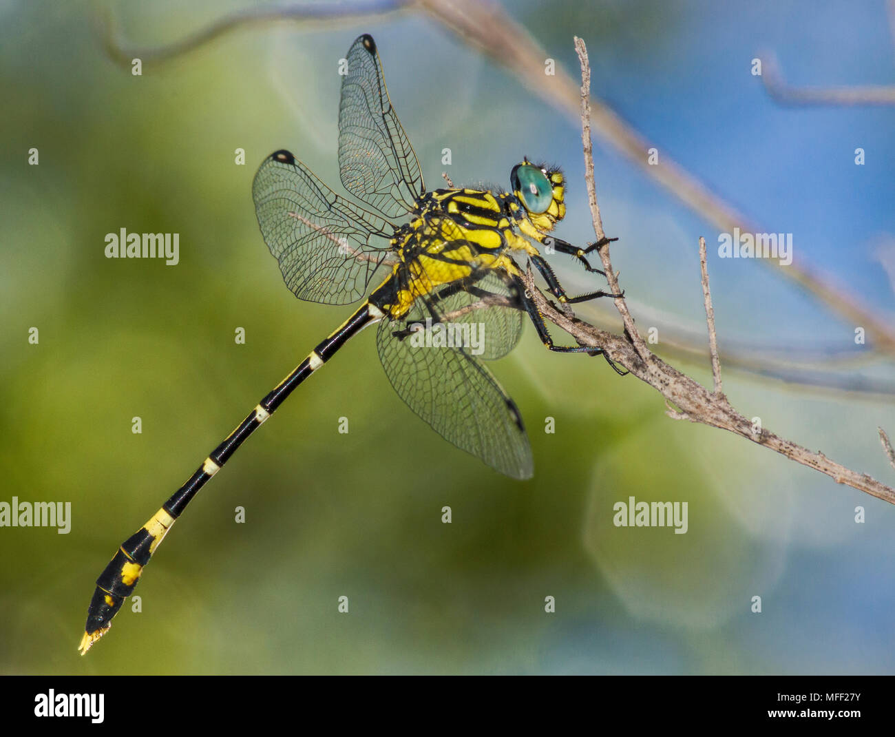 Gomphidae hi-res stock photography and images - Alamy