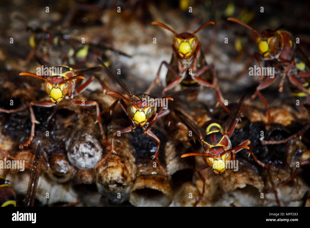 Paper Wasps on nest (Polistes spp.), Fam. Vespidae, Mission Beach ...