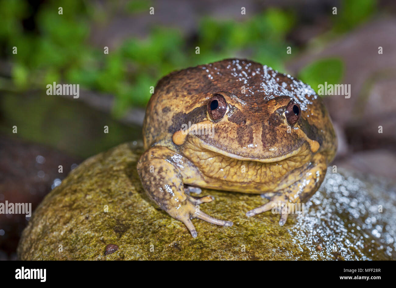 Banjo Frog (Limnodynastes dumerolii), Fam. Myobatrachidae ...