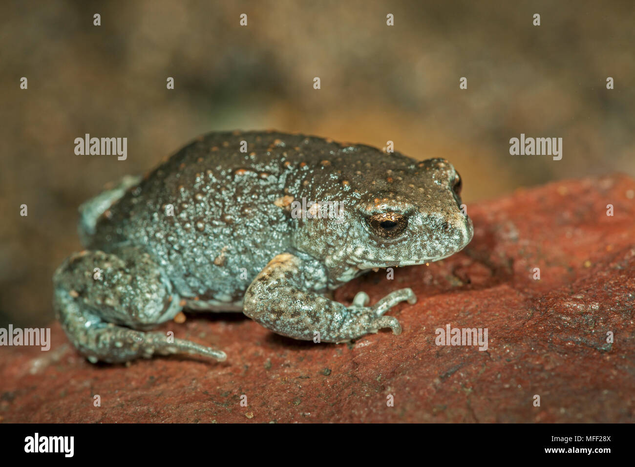 Bibrons toadlet hi-res stock photography and images - Alamy