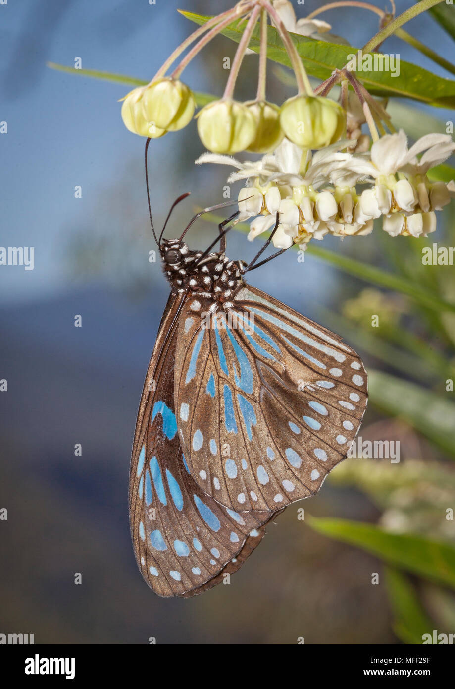 Blue Tiger (Tirumala hamata), Fam. Nymphalidae, Lepidoptera, Oxley Wild ...