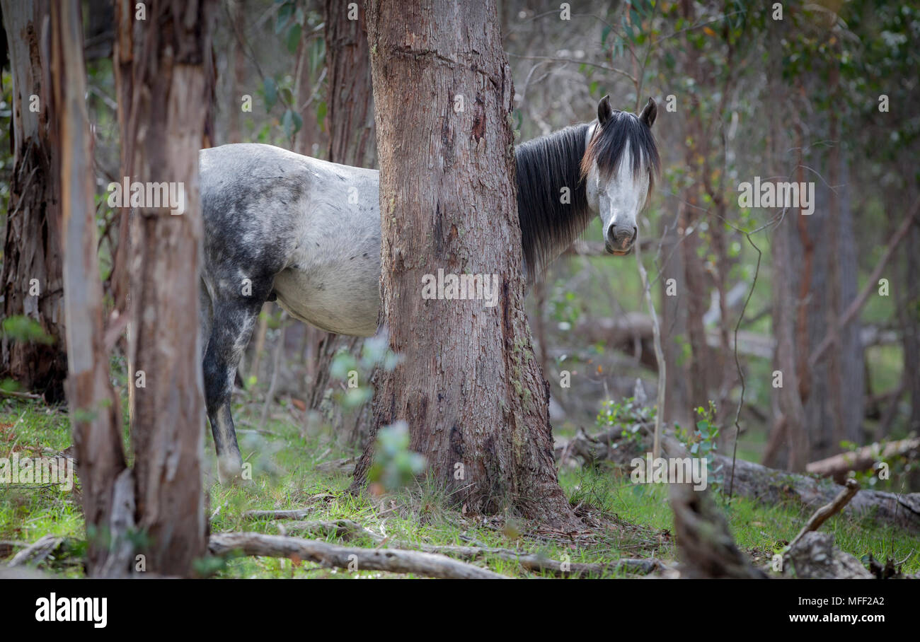Brumby 0004 hi-res stock photography and images - Alamy