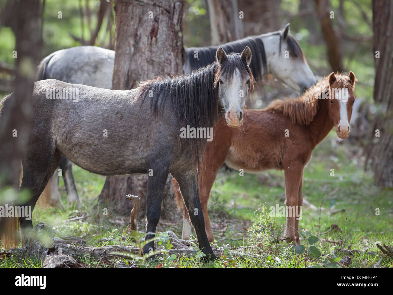 Feral horses australia hi-res stock photography and images - Alamy