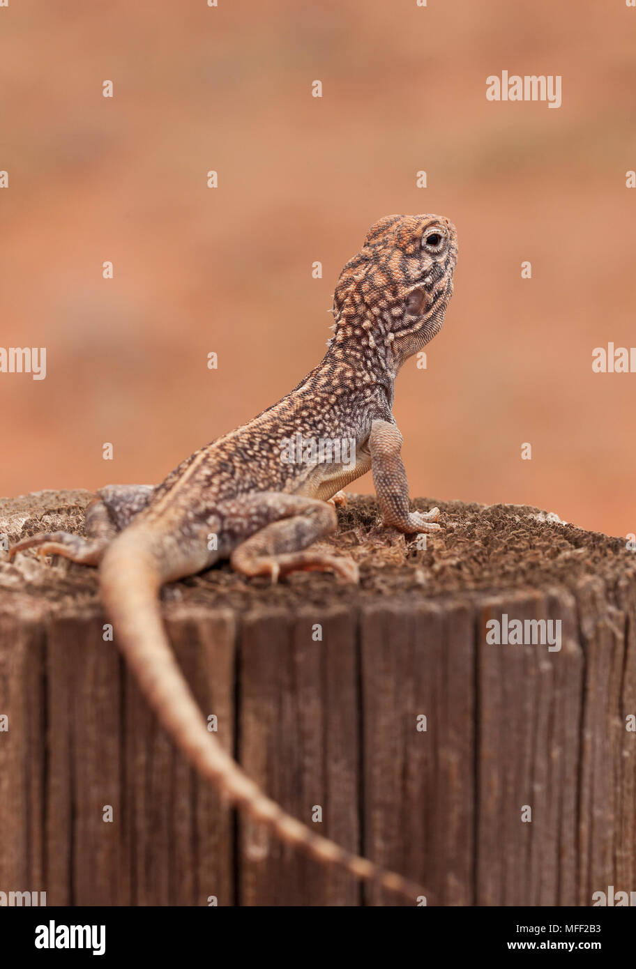 Central_netted_dragon 0020 hi-res stock photography and images - Alamy