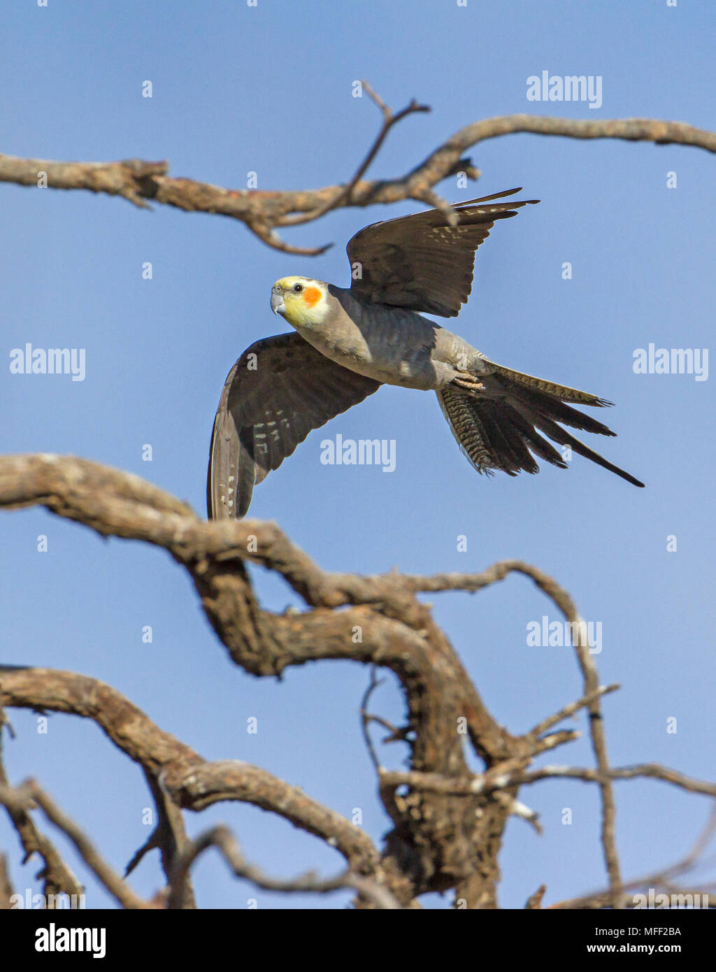 Cockatiel nymphicus flight hi-res stock photography and images - Alamy