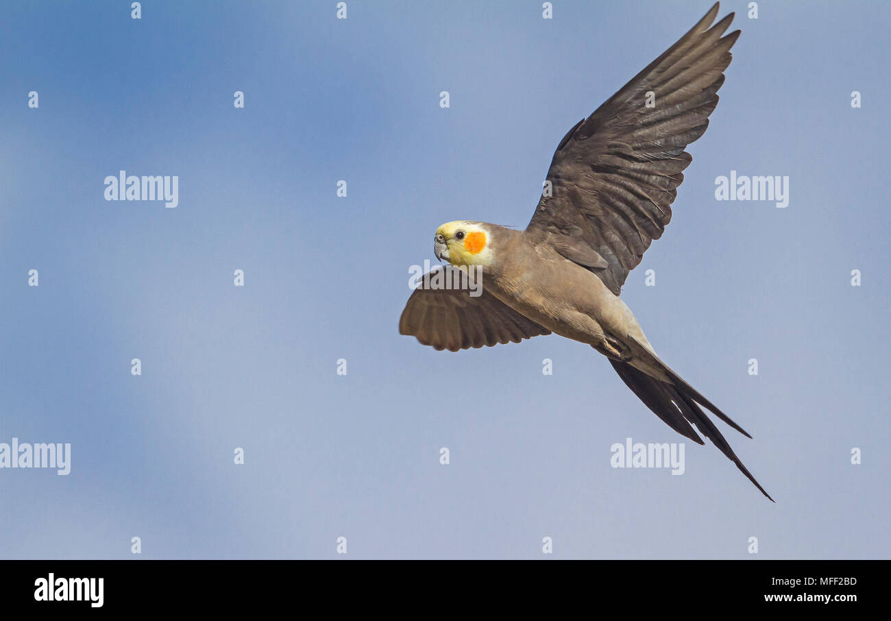 Australian cockatiel flying hi-res stock photography and images - Alamy