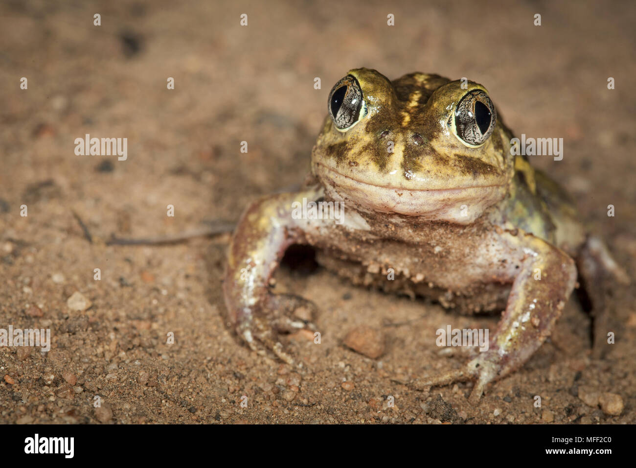 Common Spadefoot Toad (Neobatrachus sudelli), Fam. Myobatrachidae ...