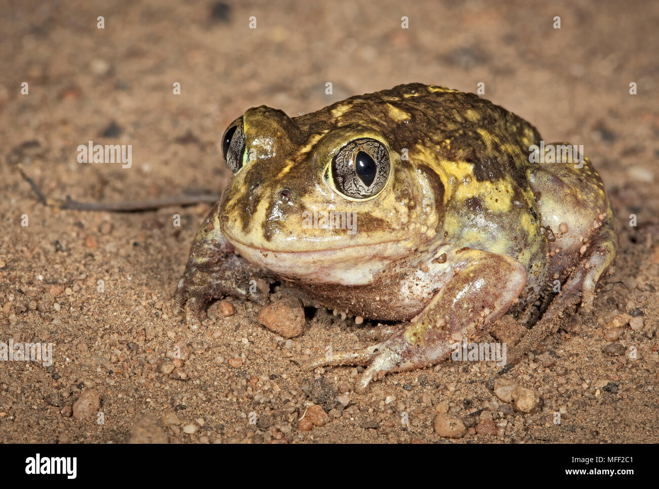 Common Spadefoot Toad (Neobatrachus sudelli), Fam. Myobatrachidae ...